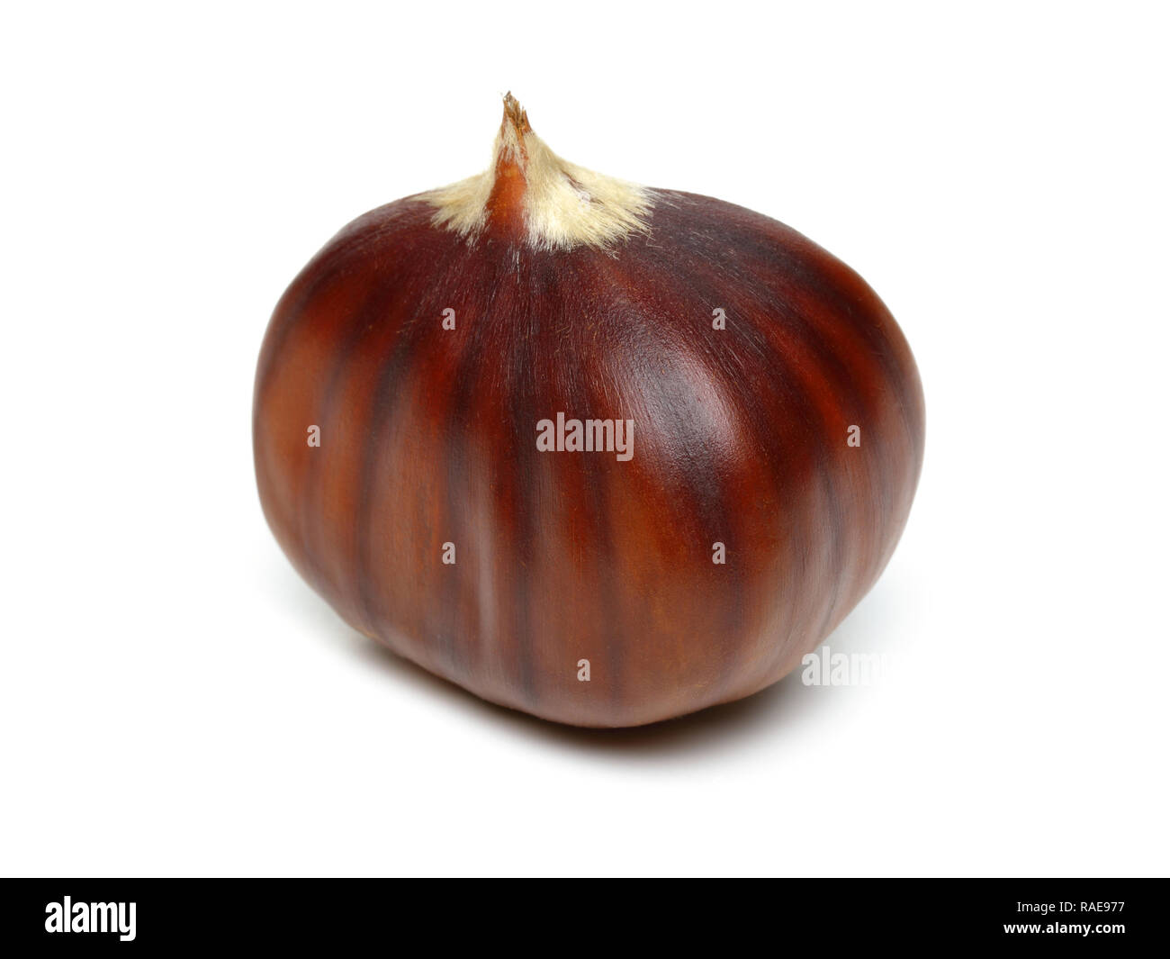 Single chestnut isolated on white background, studio shot Stock Photo ...