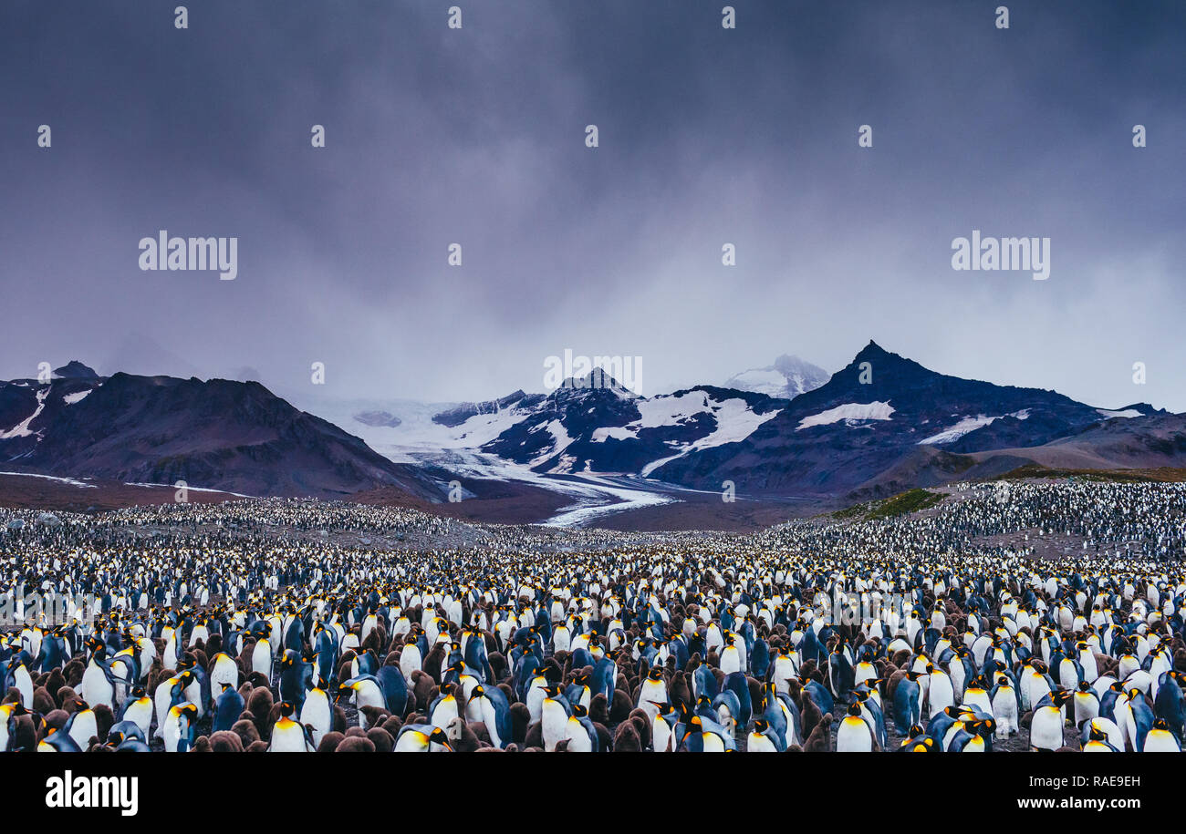 David merron hi-res stock photography and images - Alamy