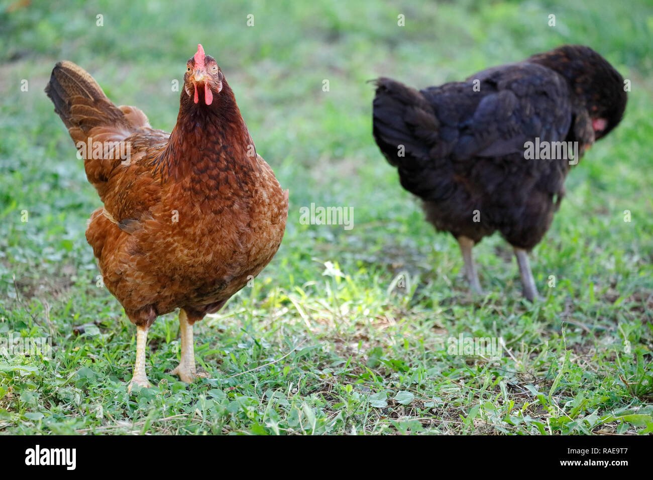 Free range red and black chickens gathering, on the grass Stock Photo ...
