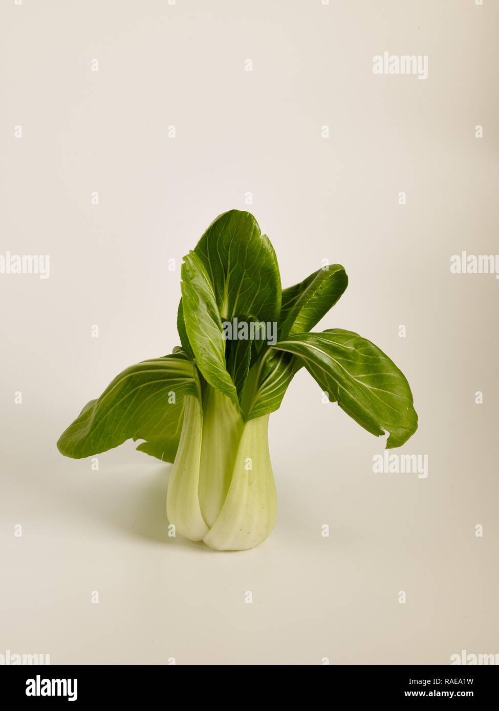 Pok Choy vegetable food portrait Stock Photo - Alamy