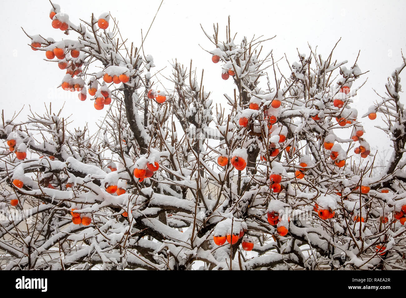 Orange fruit tree snow hi-res stock photography and images - Alamy