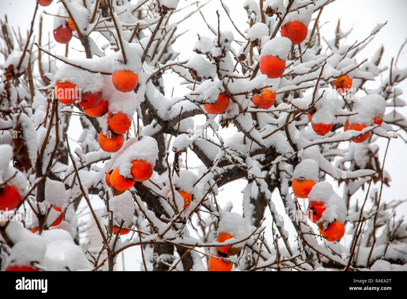 Fruits of Date plum tree or Diospyros lotus with the first snow Stock ...