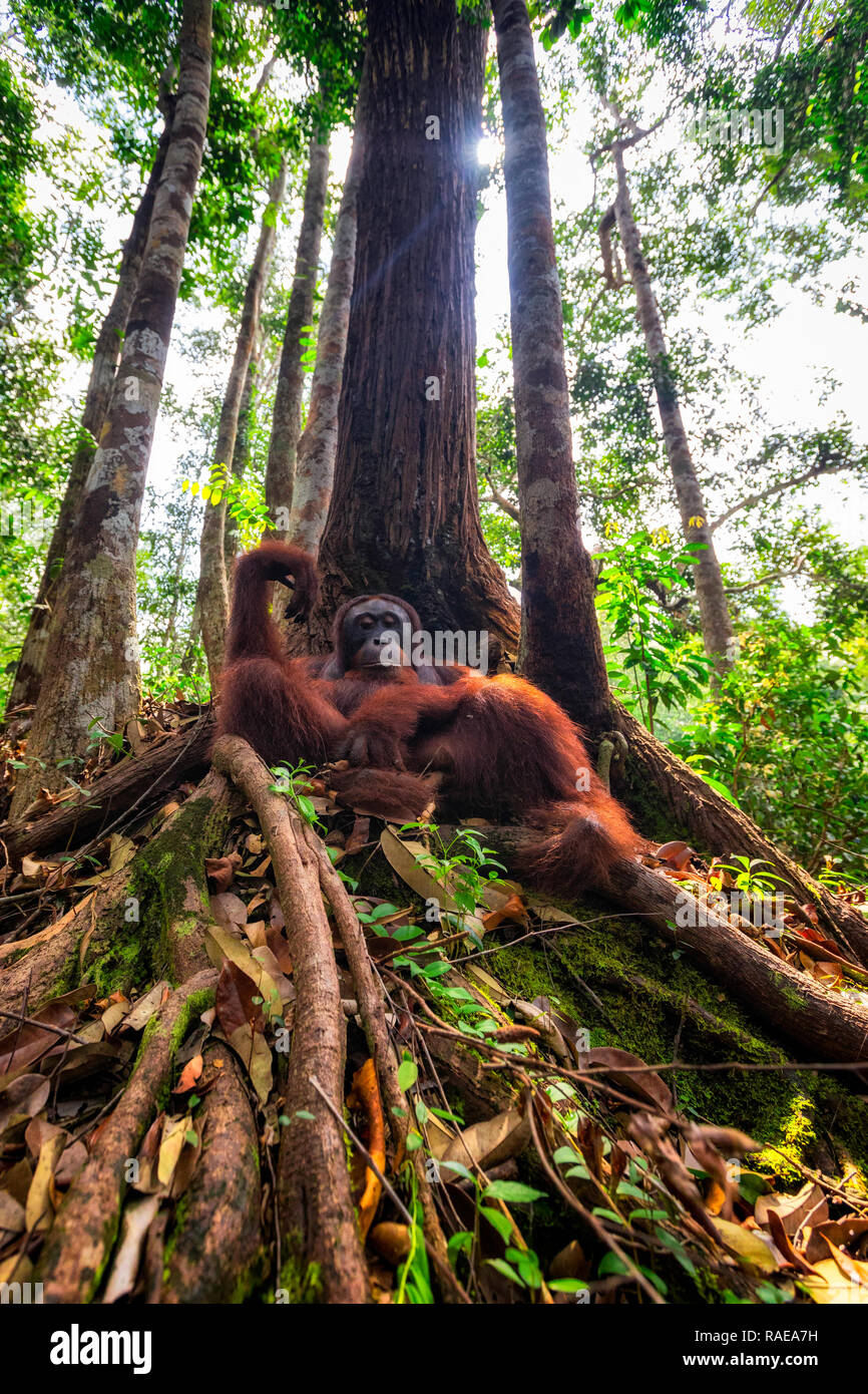Percy sat under a tree. / COULD this adorable rescued Orangutan called ...