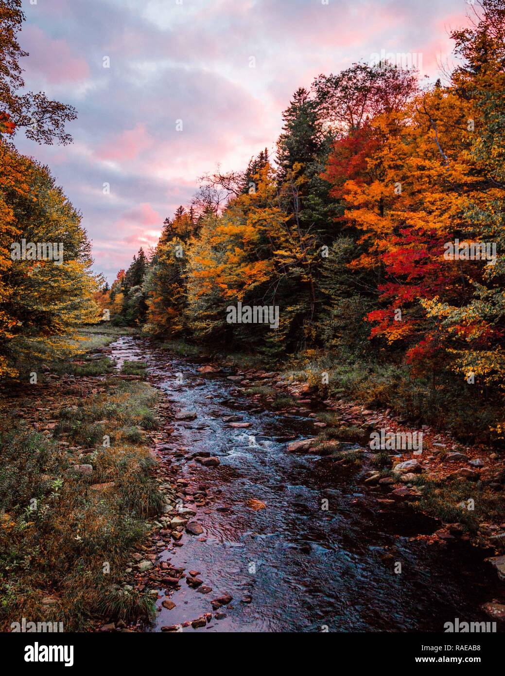 AS WINTER beckons one photographer captured the last of the autumn ...