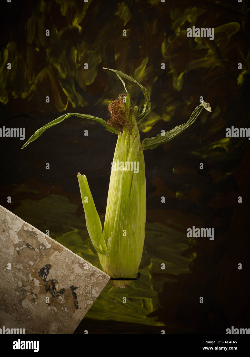 Single sweetcorn cob food portrait, still-life food photograph Stock ...