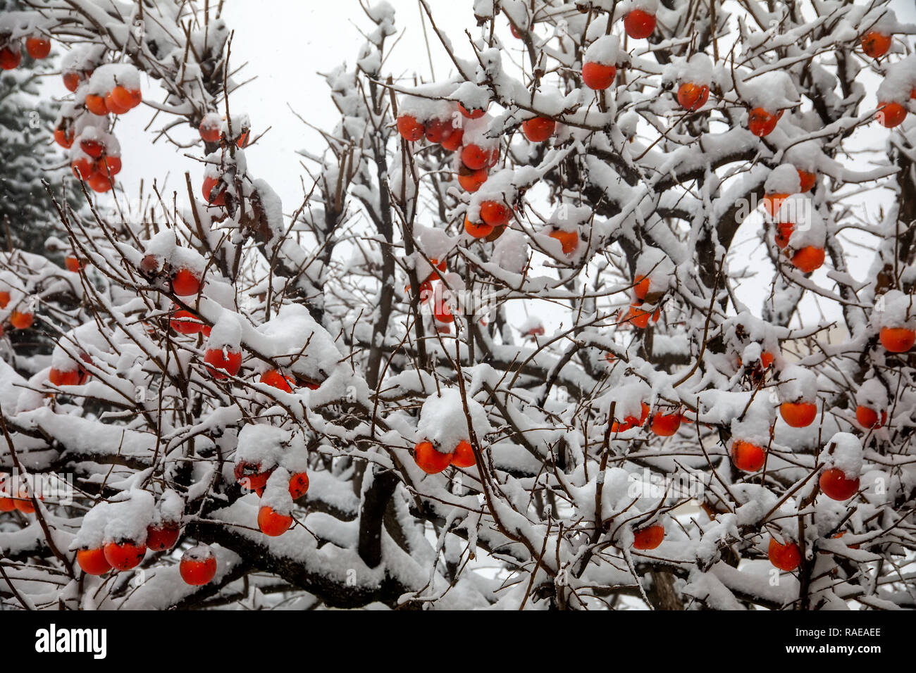 Fruits of Date plum tree or Diospyros lotus with the first snow Stock ...