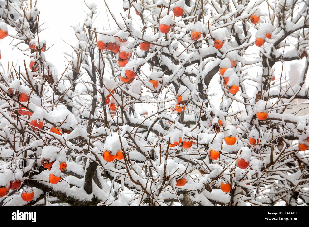 Fruits of Date plum tree or Diospyros lotus with the first snow Stock ...