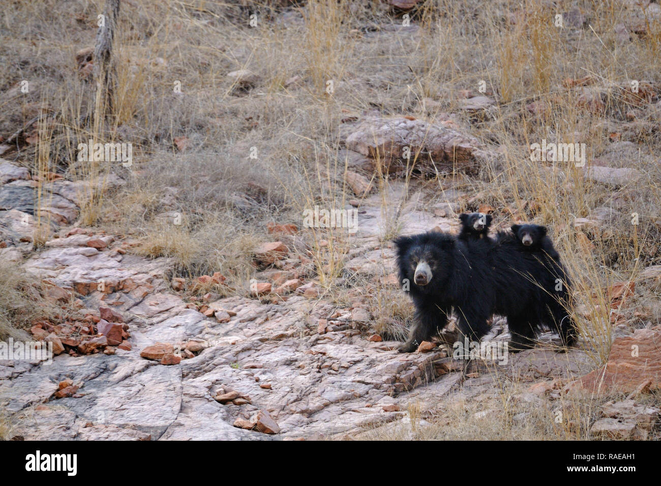 STUNNING action shots have captured the moment an angry mother bear ...