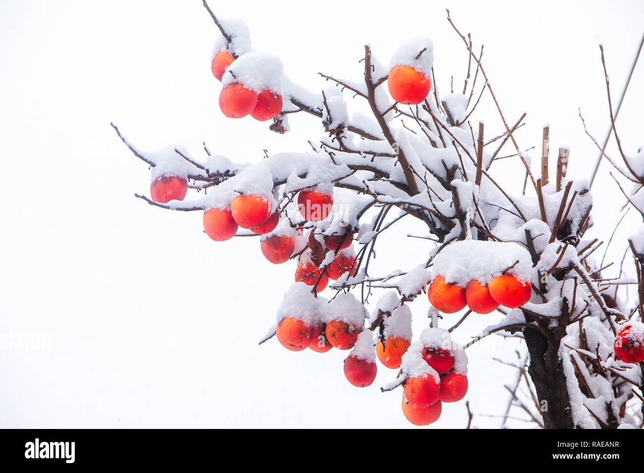 Orange fruit tree snow hi-res stock photography and images - Alamy