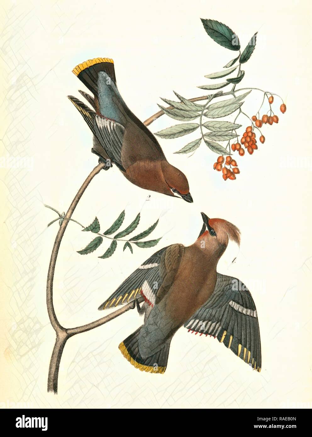 Black-throated Wax-wing, or Bohemian Chatterer. 1. Male. 2. Female ...