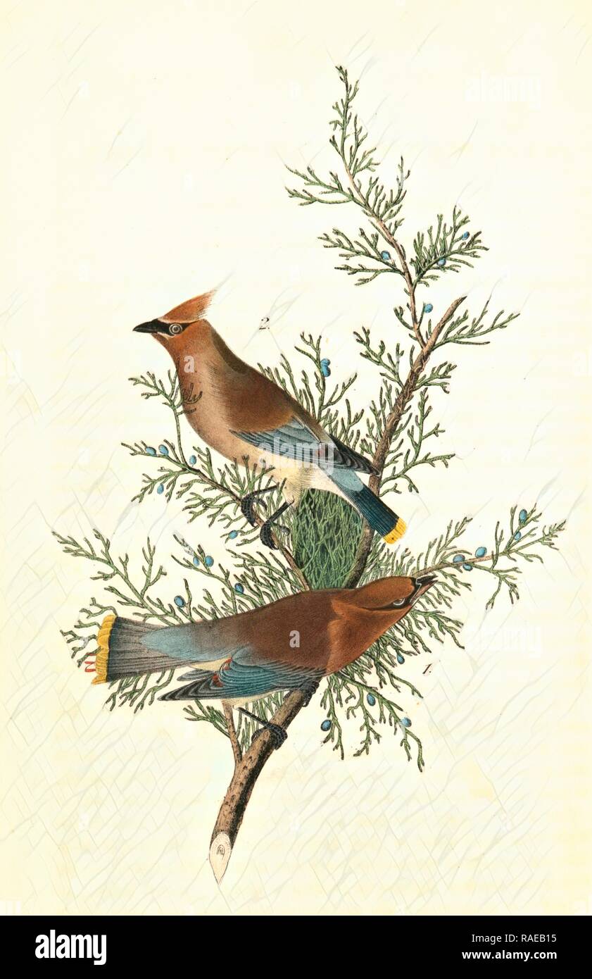 Cedar bird, or Cedar Wax-wing. 1. Male. 2. Female. (Red Cedar ...