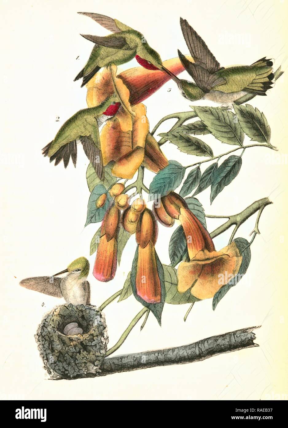 Ruby-throated Humming bird. 1. 2. Males. 3. Female. 4. Young. (Bignonia ...