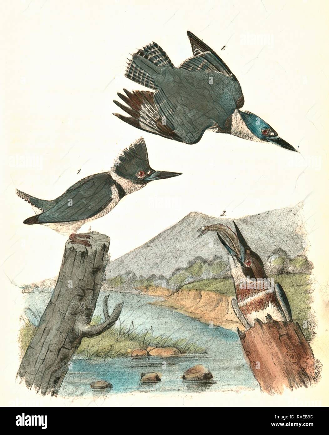 Belted Kingfisher. 1. Male. 2. Female., Audubon, John James, 1785-1851 ...