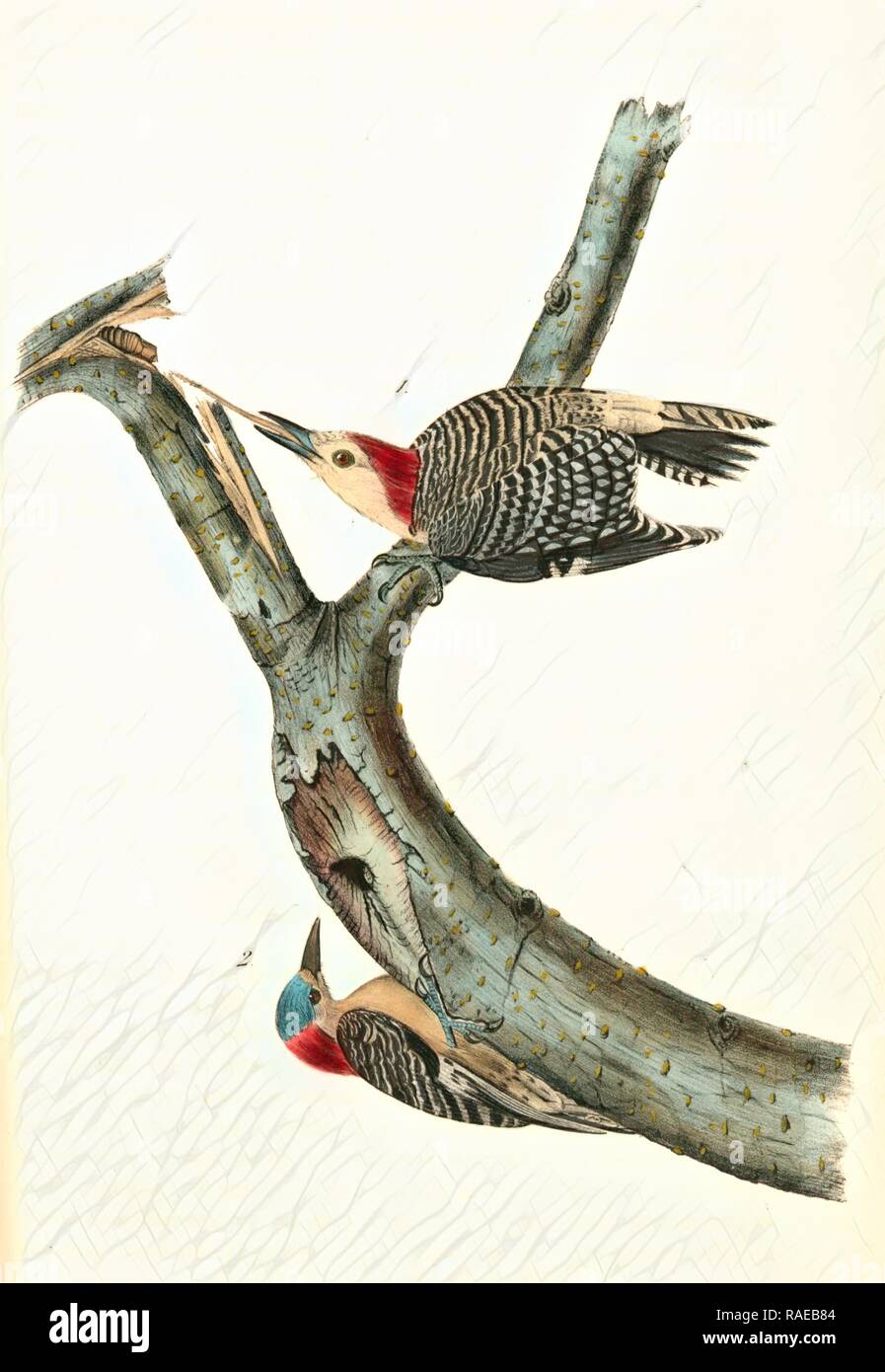 Red-bellied Woodpecker. 1. Males. 2. Female., Audubon, John James, 1785 ...