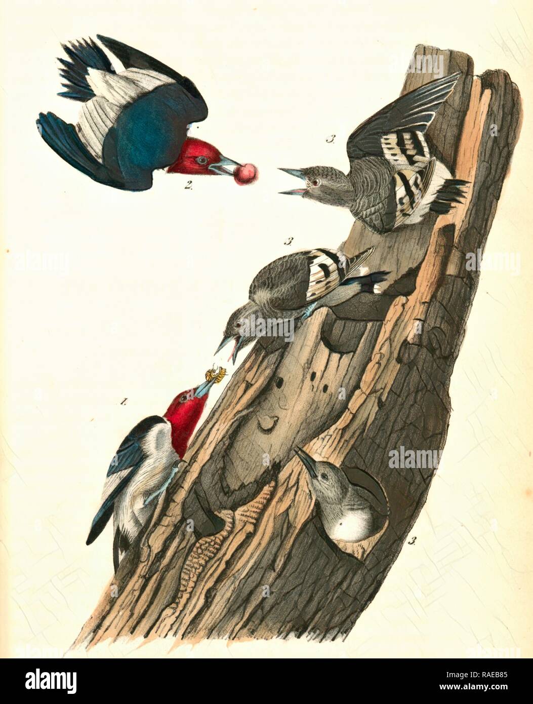 Red-headed Woodpecker. 1. Males. 2. Female. 3. Young., Audubon, John ...