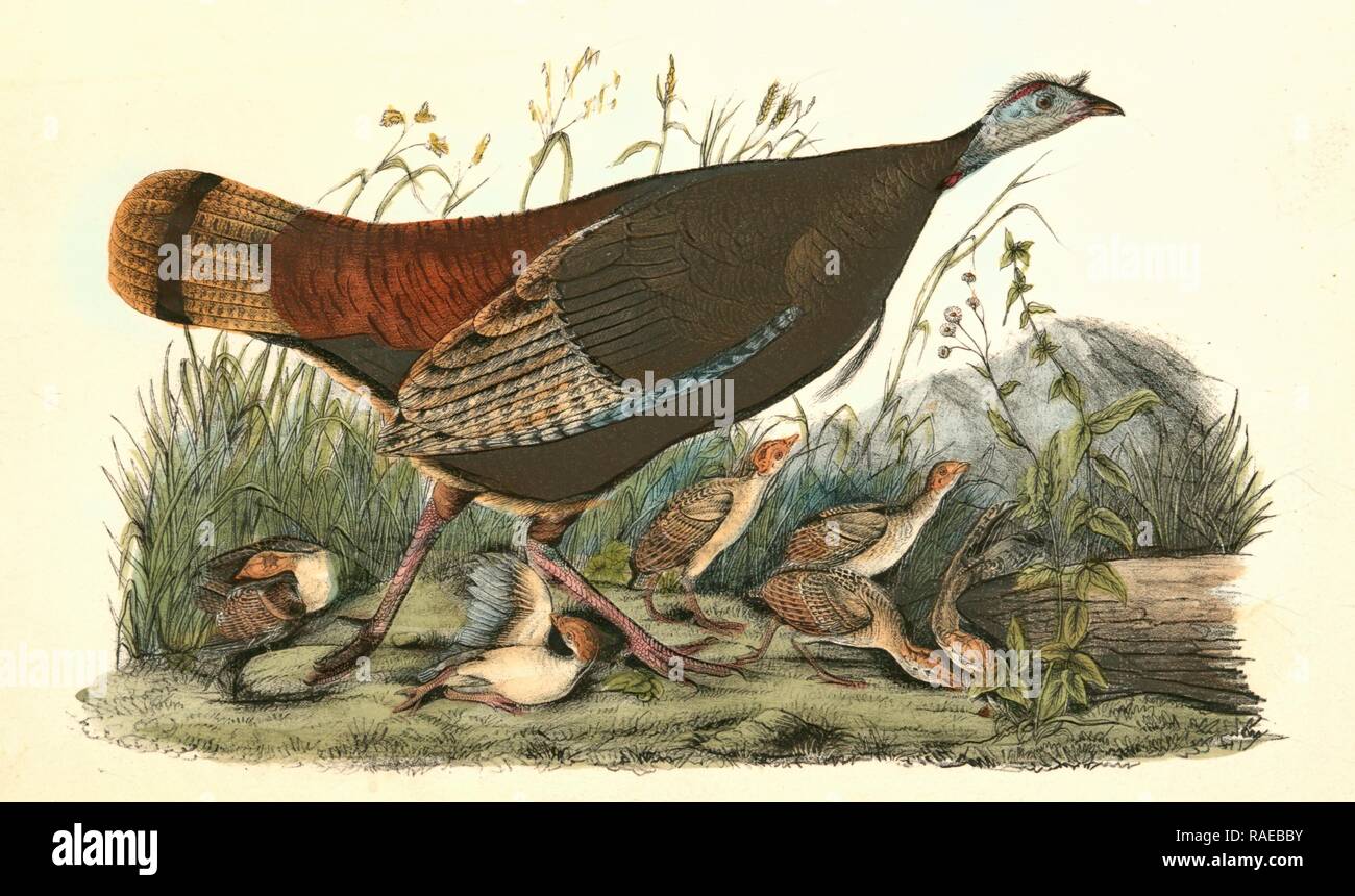 Wild Turkey. Female &, Young., Audubon, John James, 1785-1851 ...