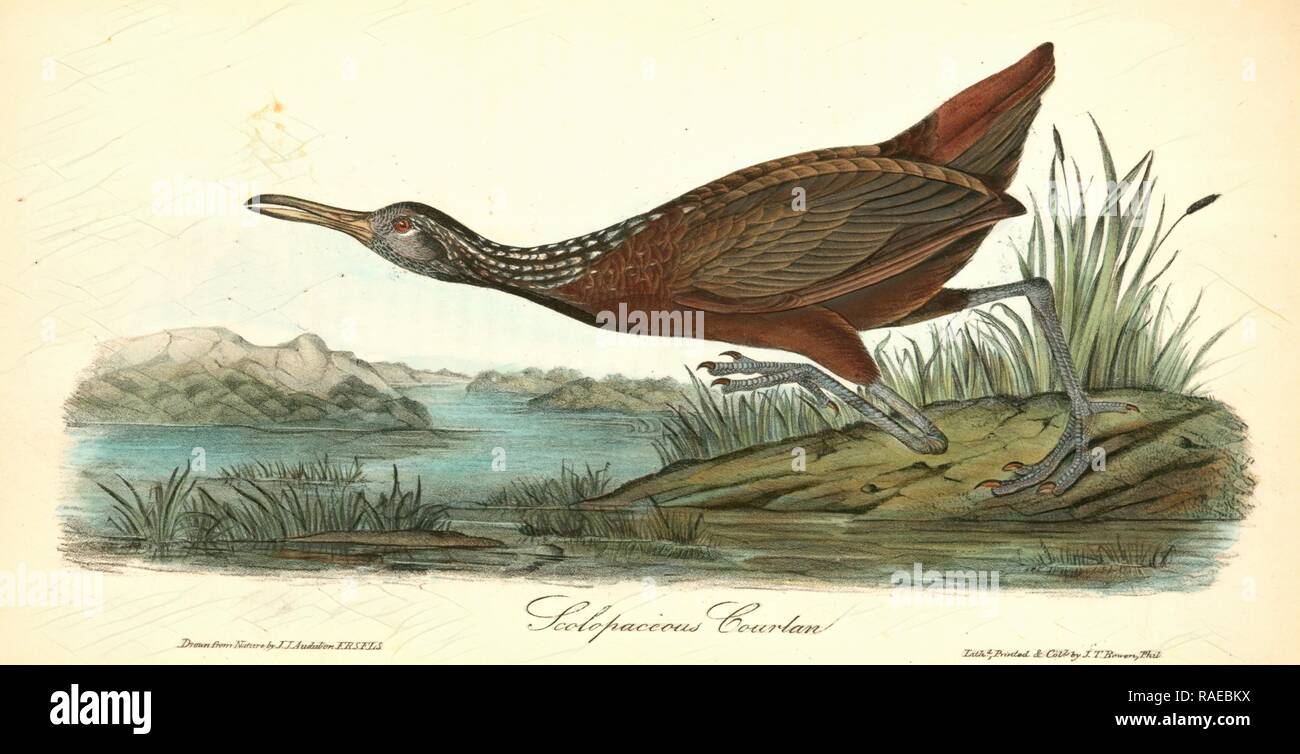 Scolopaceous Courlan., Audubon, John James, 1785-1851 Reimagined by ...