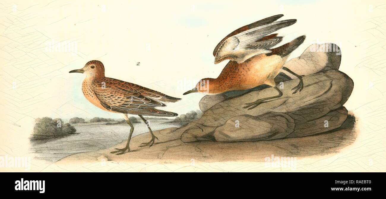 Buff-breasted Sandpiper. 1.Male. 2. Female., Audubon, John James, 1785 ...