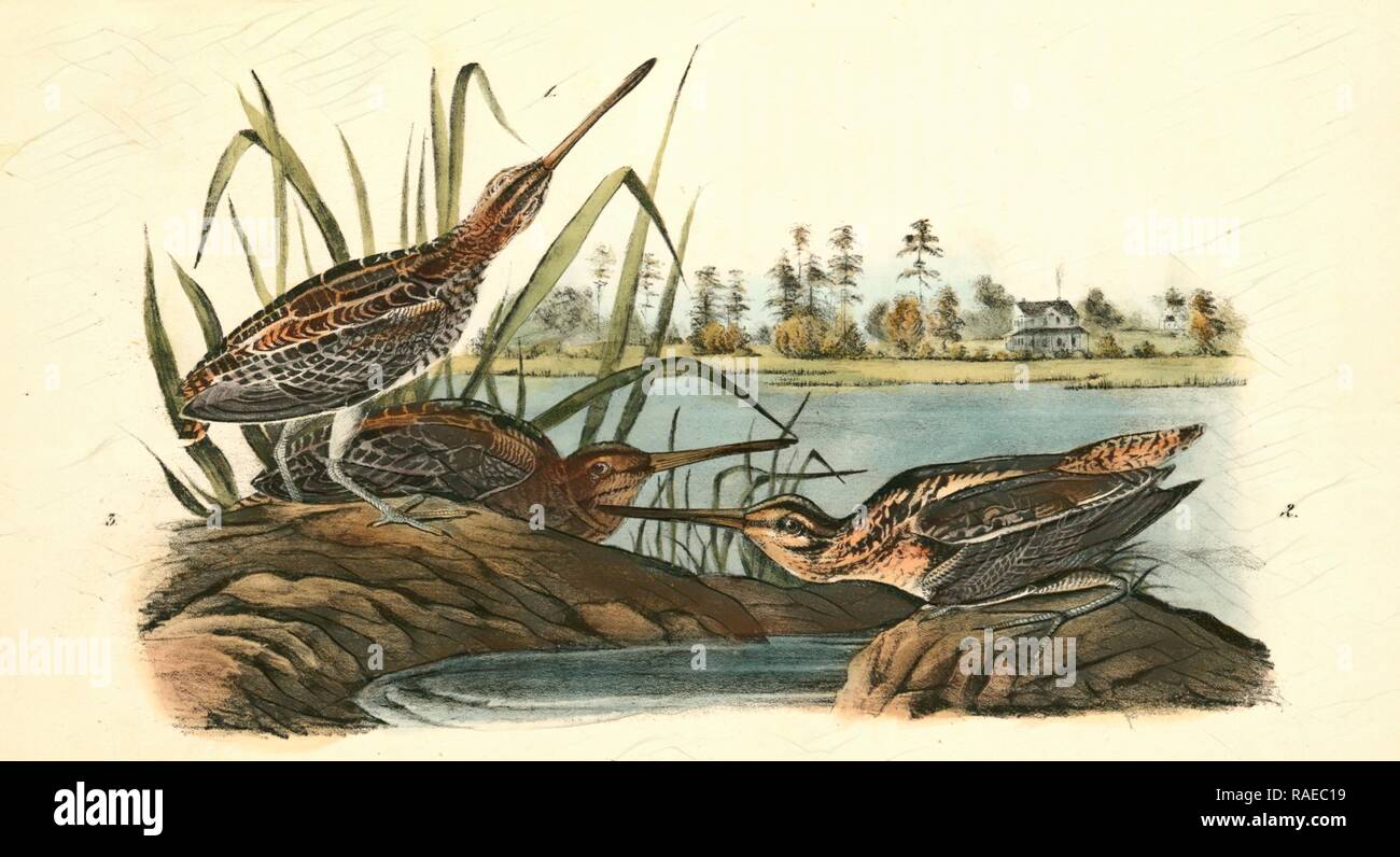 Wilson's Snipe. - Common Snipe. 1. Male. 2 &, 3. Females., Audubon ...