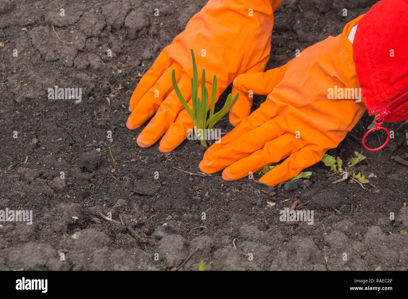 Young plant garlic in the hands of an agronomist wearing gloves. The ...