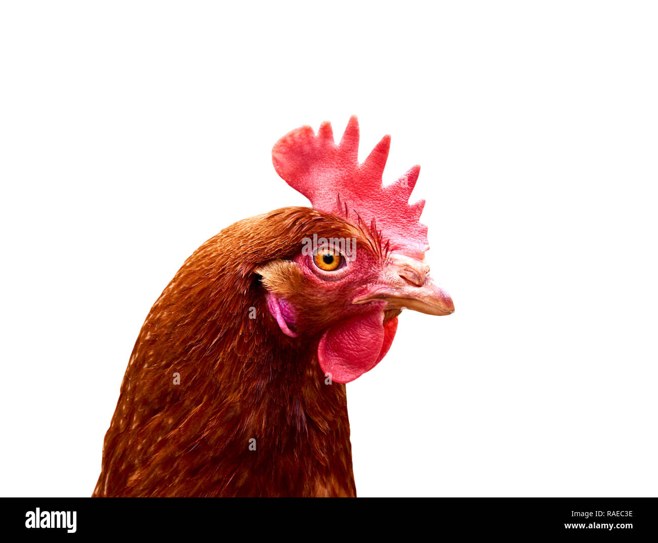 Closeup photo of head brown-haired hen with eye and beak, isolated on ...