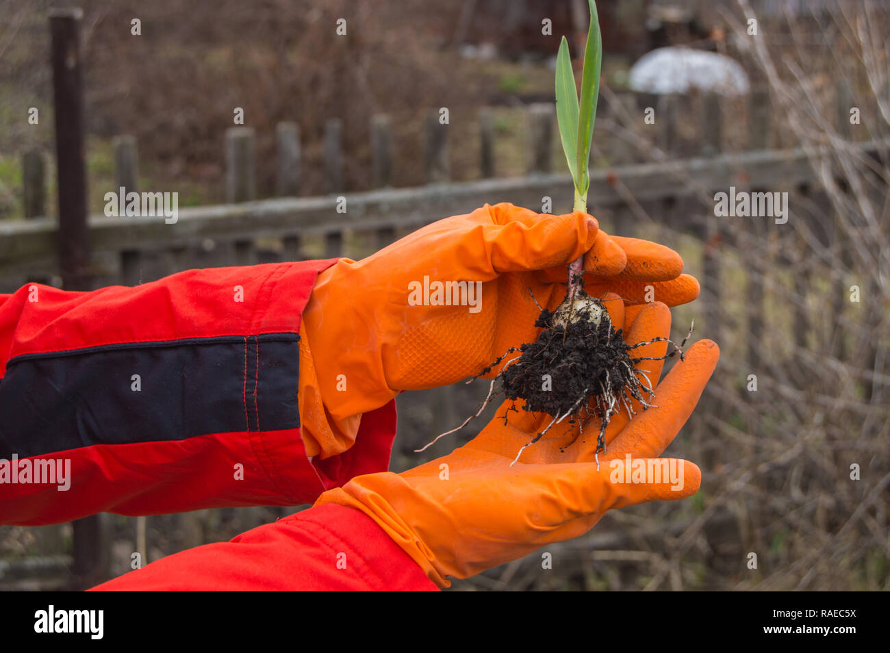 Young plant garlic in the hands of an agronomist wearing gloves. The ...