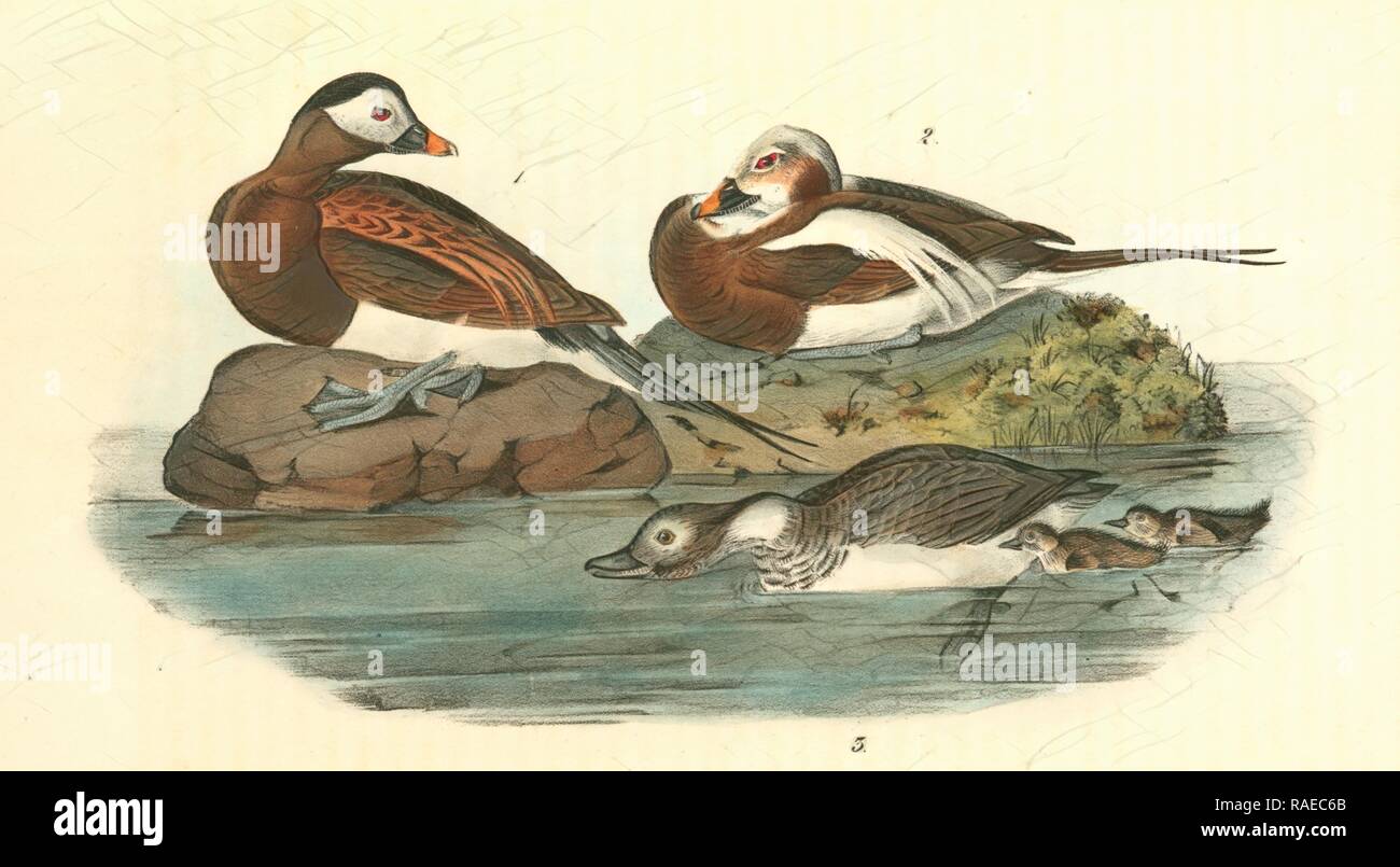 Long-tailed Duck. 1. Male, Summer Plumage. 2. Male in Winter. 3. Female ...
