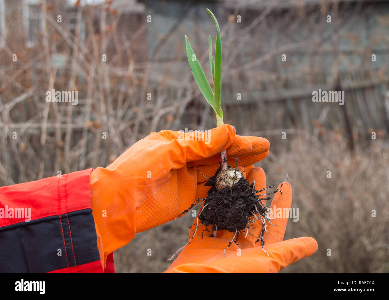 Young plant garlic in the hands of an agronomist wearing gloves. The ...