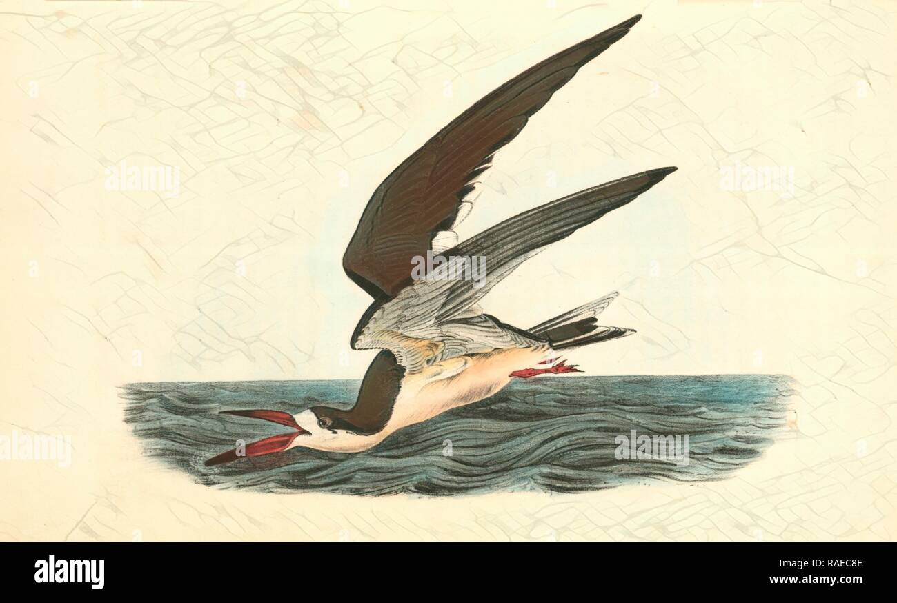 Black Skimmer or Shearwater. Male., Audubon, John James, 1785-1851 ...