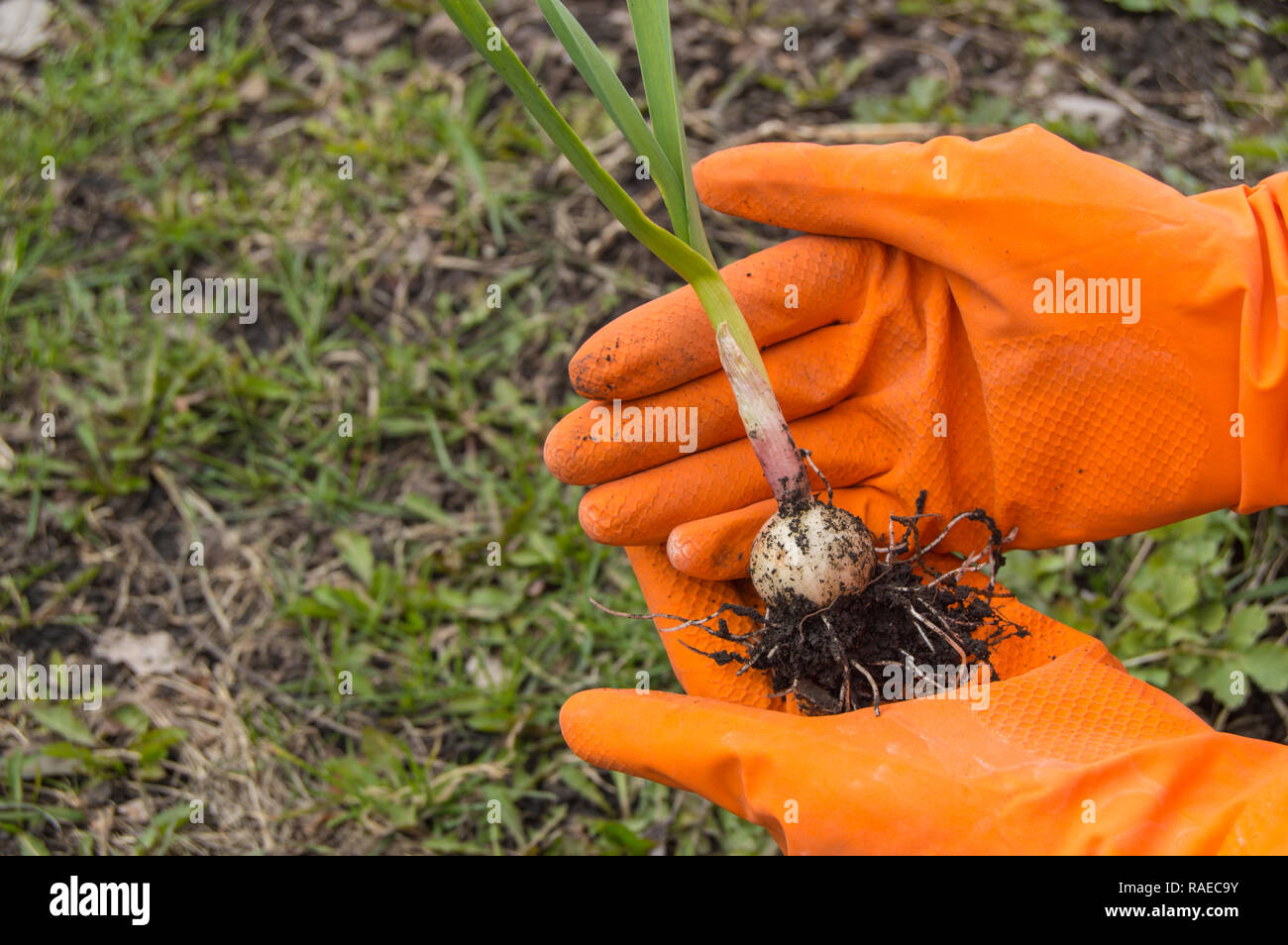 Young plant garlic in the hands of an agronomist wearing gloves. The ...