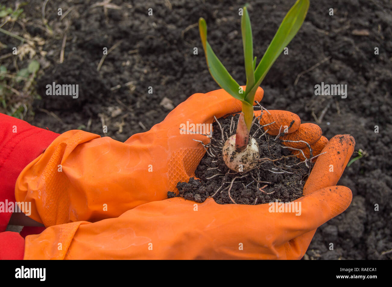 Young plant garlic in the hands of an agronomist wearing gloves. The ...