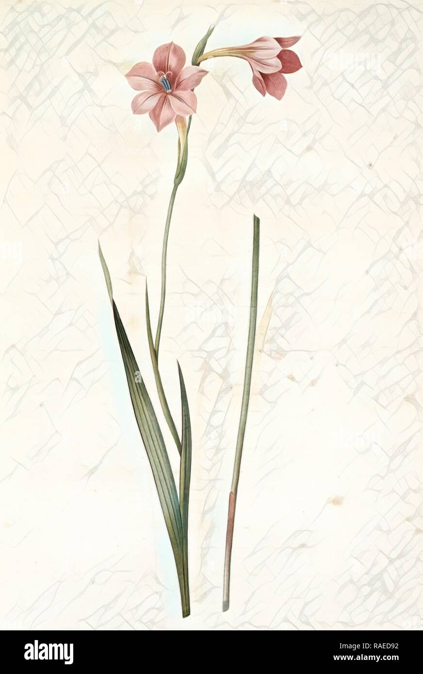 Gladiolus hirsutus, Gladiolus velu, Rose-colored corn flag, Redouté ...