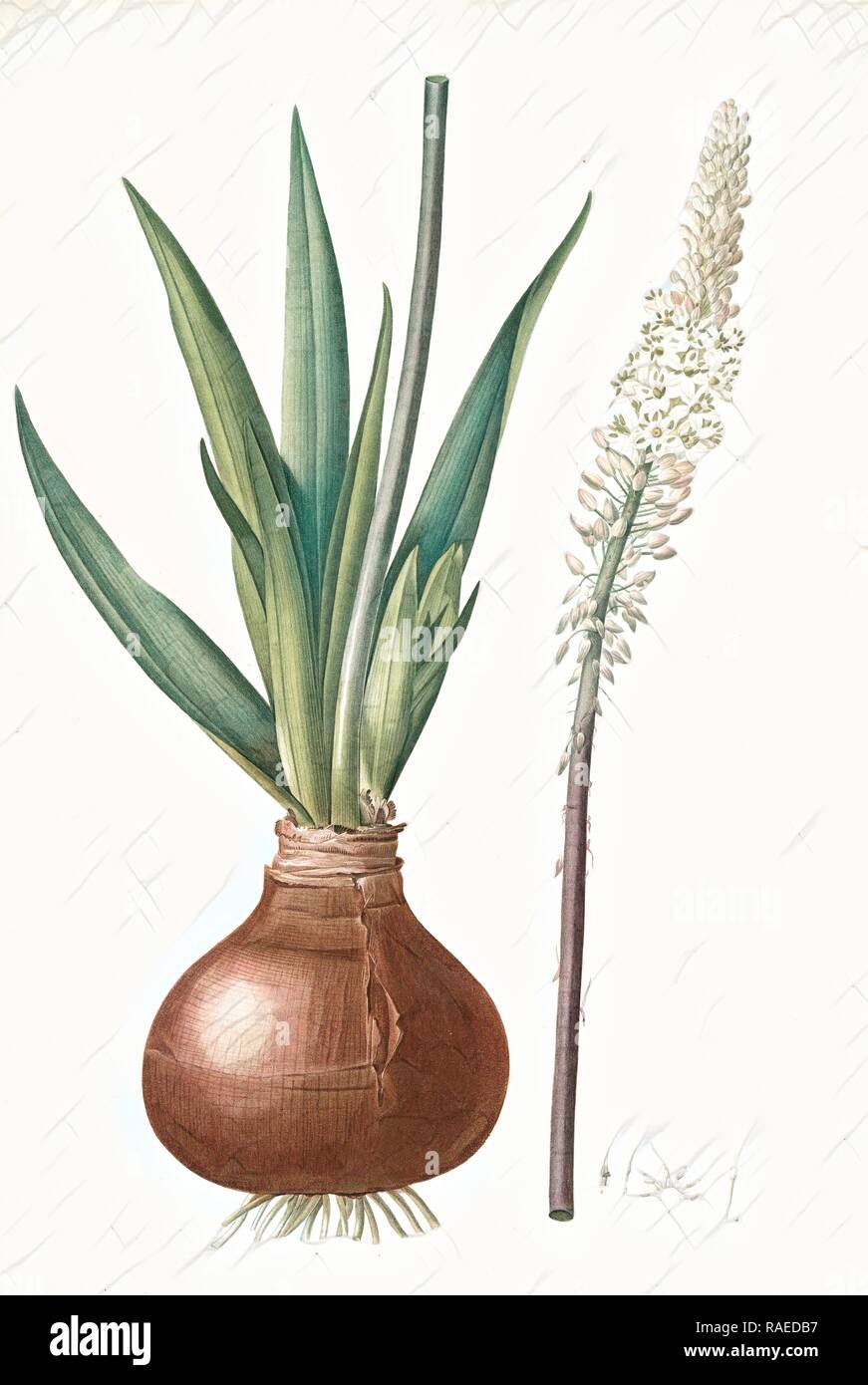 Scilla maritima, Urginea maritima, Scille maritime, Sea onion, Red ...