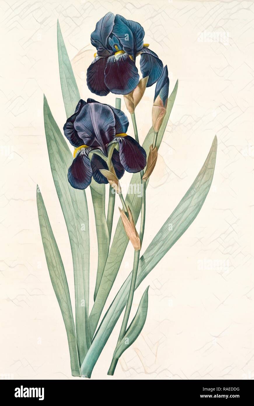 Iris germanica, Iris germanique, German flag, Redouté, Pierre Joseph ...