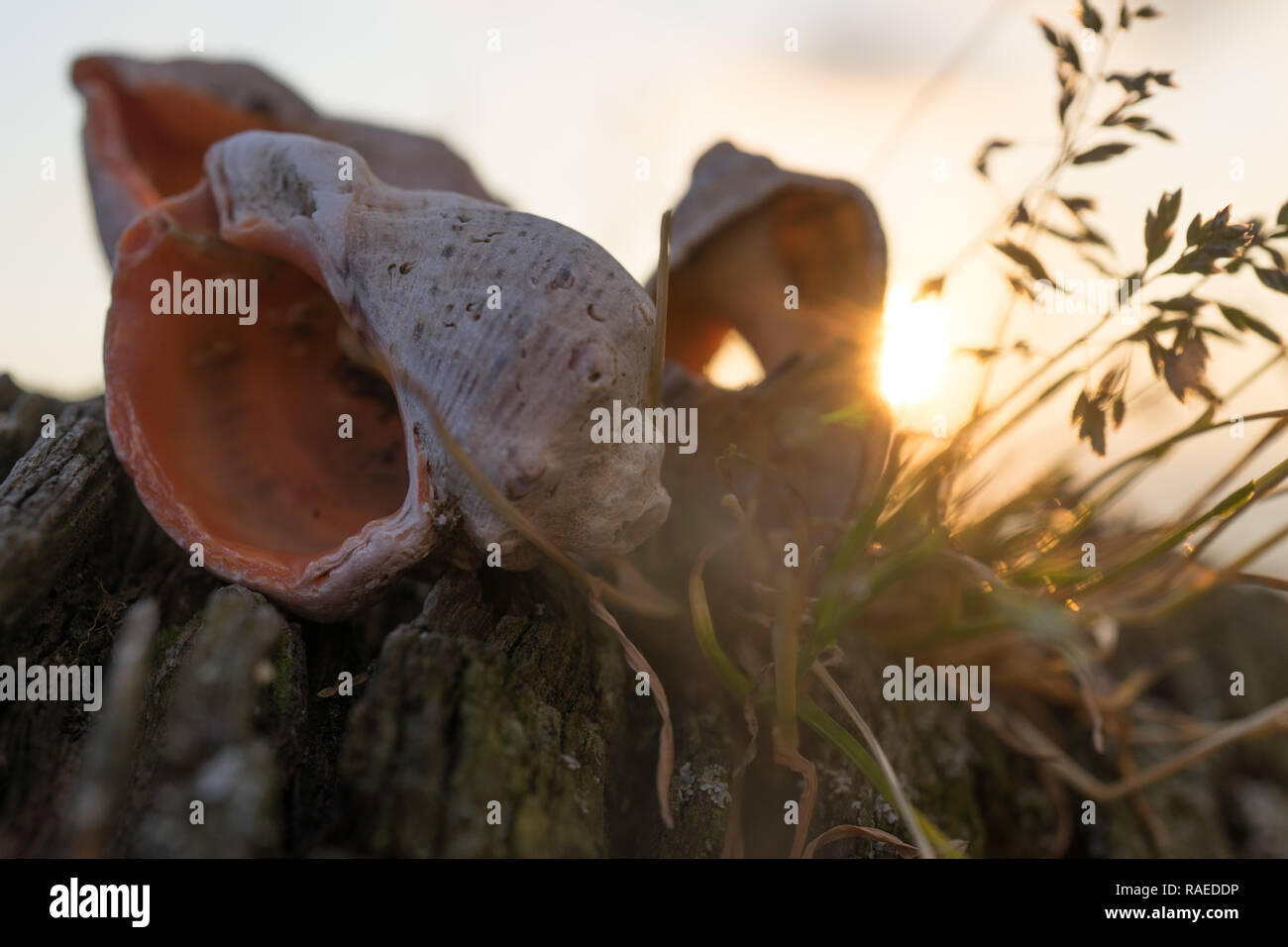 Close-up background with shells, wood and vegetation. For design and ...