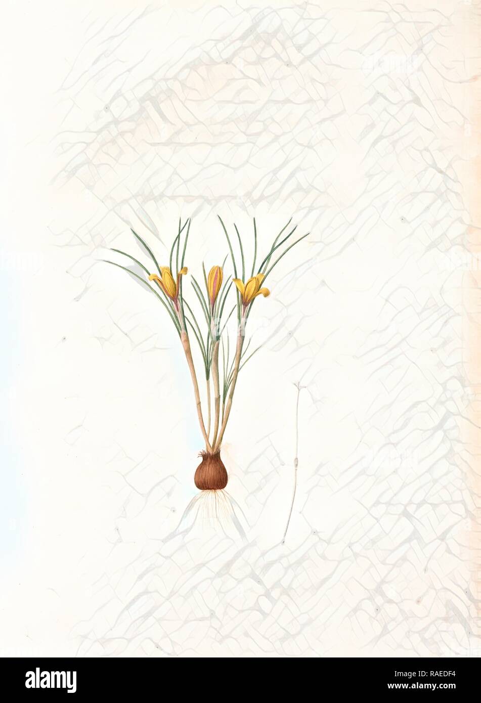 Crocus susianus, Safran de Suse, Cloth-of-Gold Crocus, Redouté, Pierre ...