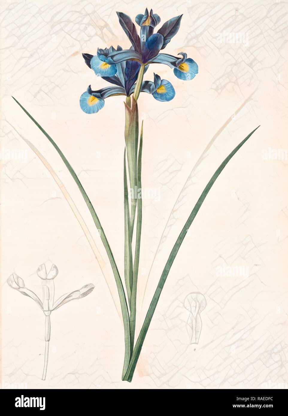 Iris Xiphium, Iris xiphium, Iris xiphium, Spanish Iris, Bulbous Iris ...
