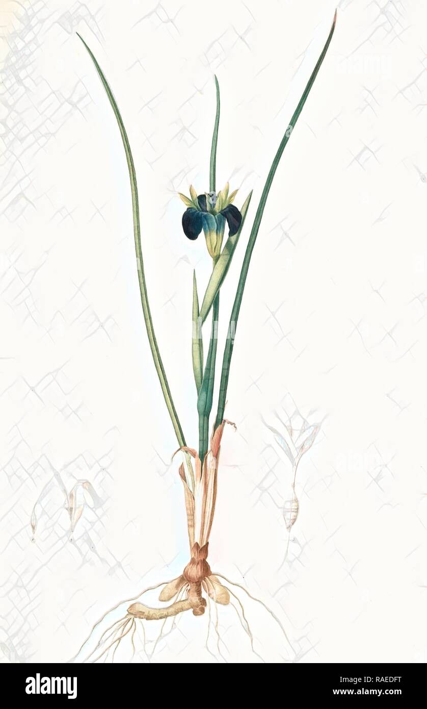 Iris tuberosa, Hermodactylus tuberosus, Snake's head Iris, Widow Iris ...