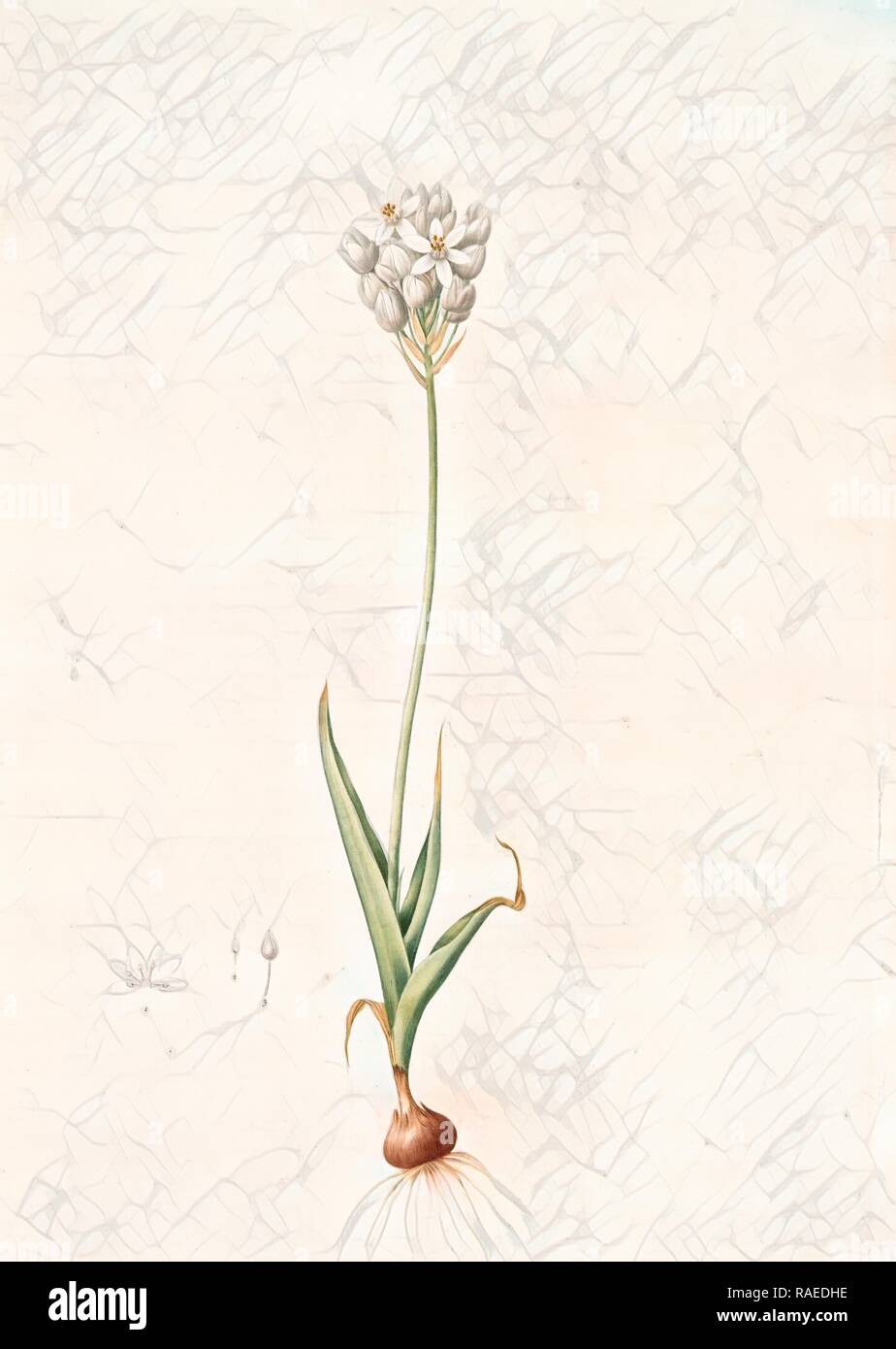 Ornithogalum thyrsoides chincherinchee hi-res stock photography and ...