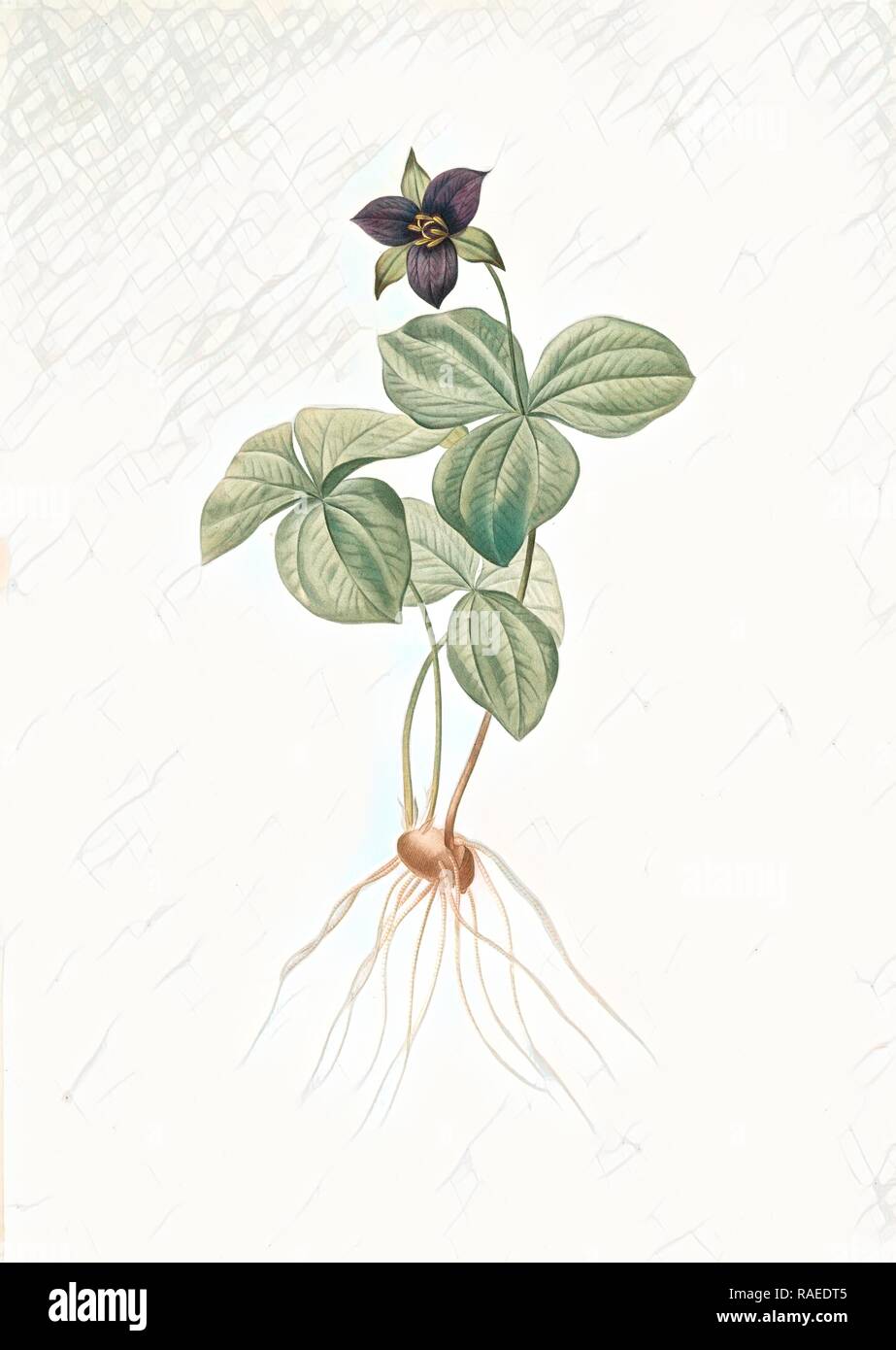 Rhomboidal hi-res stock photography and images - Alamy