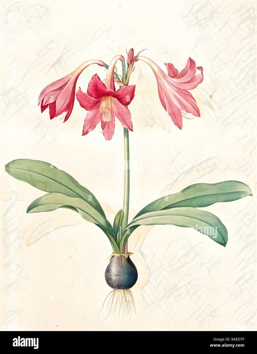 Amaryllis reticulata, Hippeastrum reticulatum, Amaryllis en réseau ...