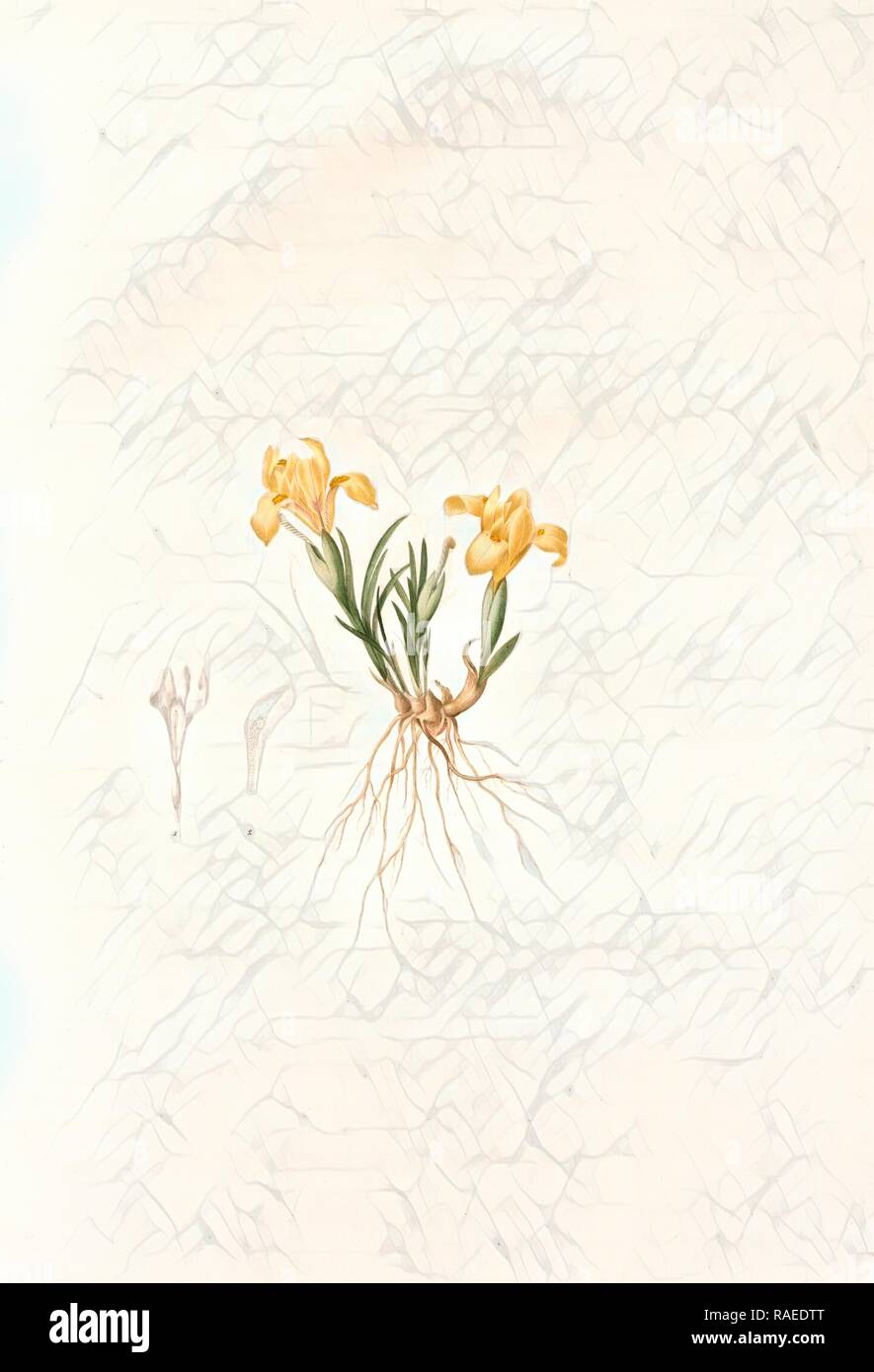 Iris arenaria, Iris flavissima, Iris des sables, Sandy Iris, Redouté ...