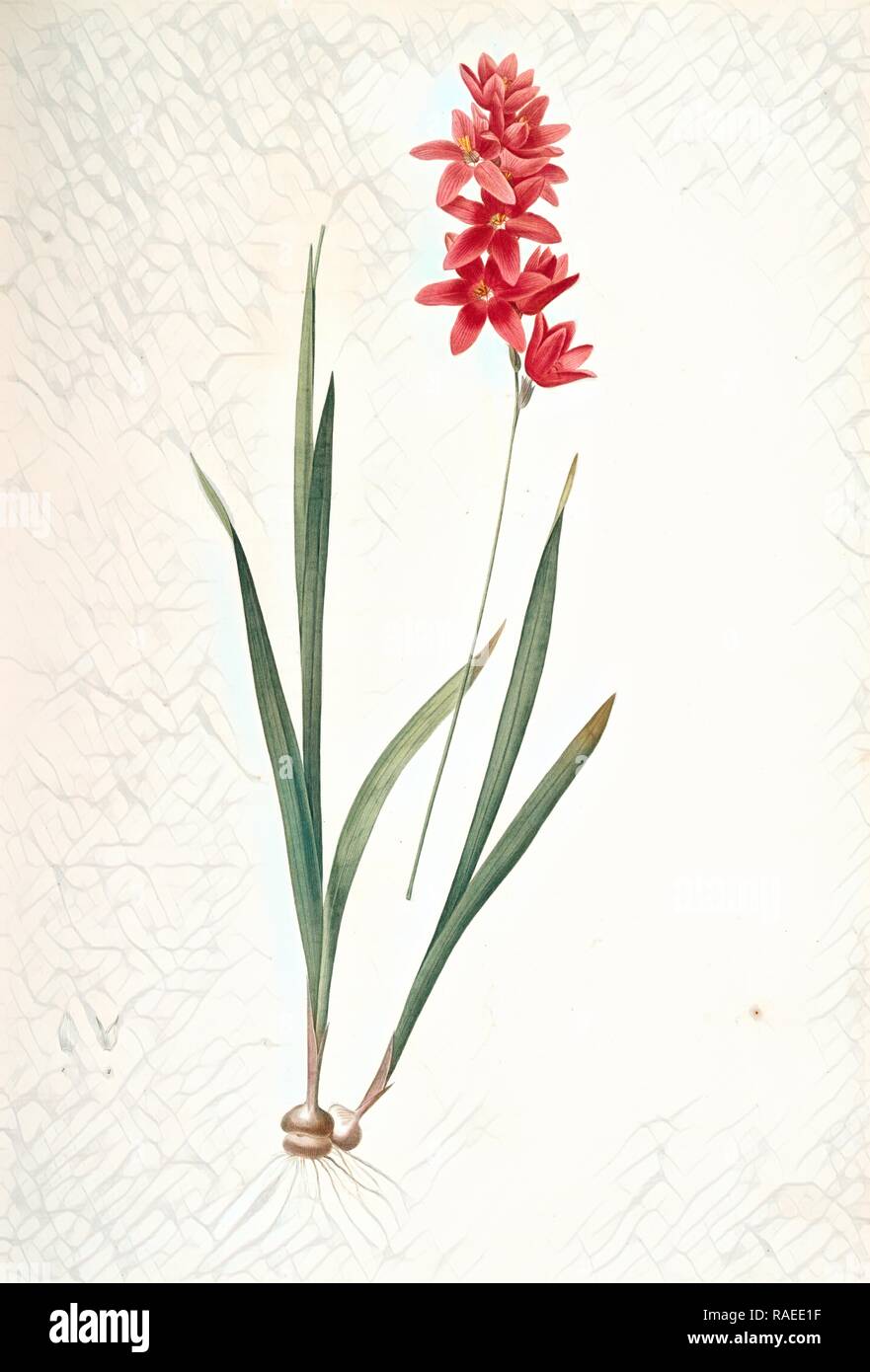 Ixia patens, Ixia filiformis, Ixis filiforme, Spreading-flowered ...