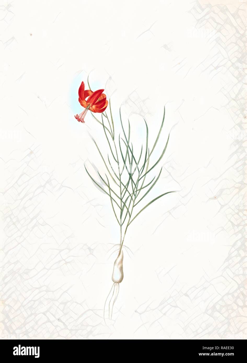 Lilium pumilum, Lilium tenuifolium, Lis nain, Coral Lily, Redouté ...
