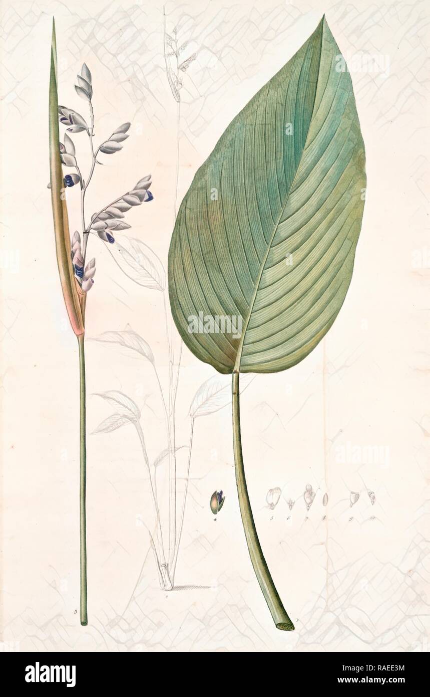 Peronia stricta hi-res stock photography and images - Alamy