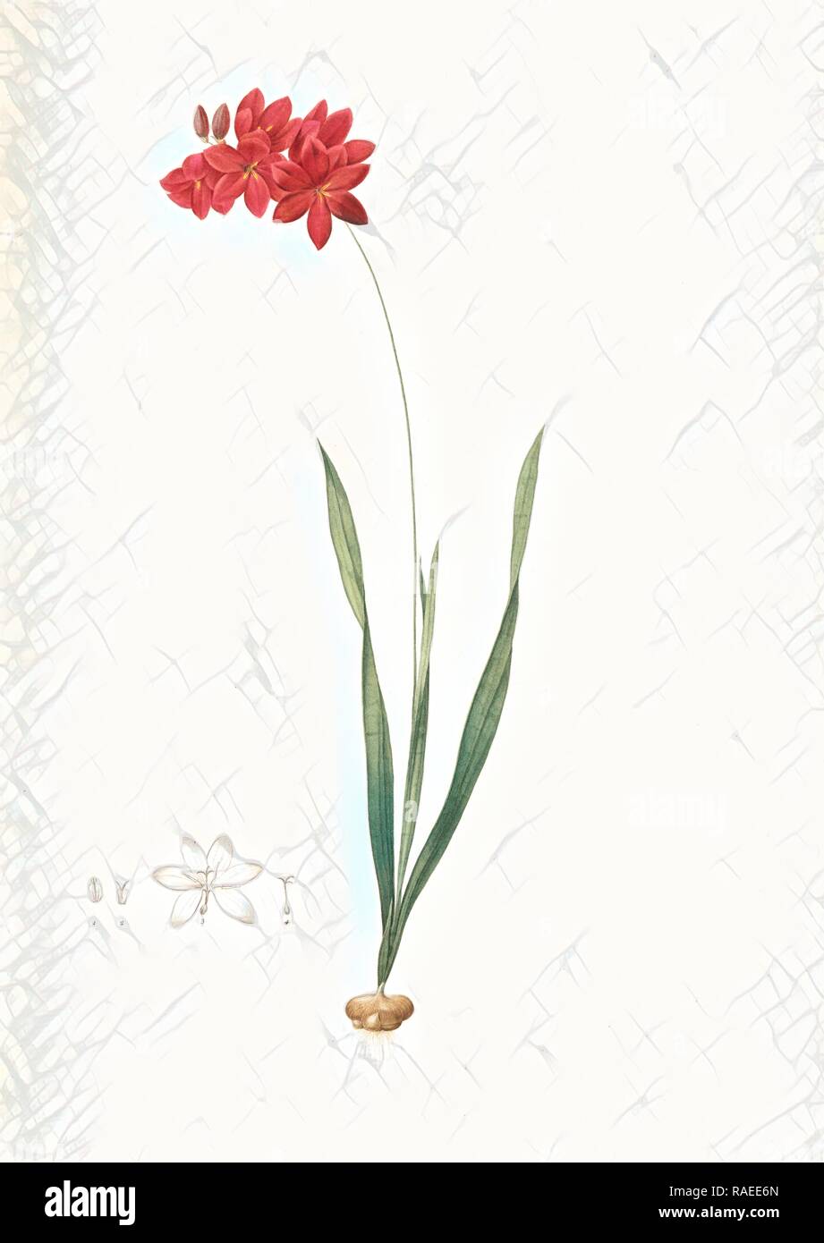 Ixia filiformis, Ixia patens, Ixia filiforme, Spreading-flowered Ixia ...