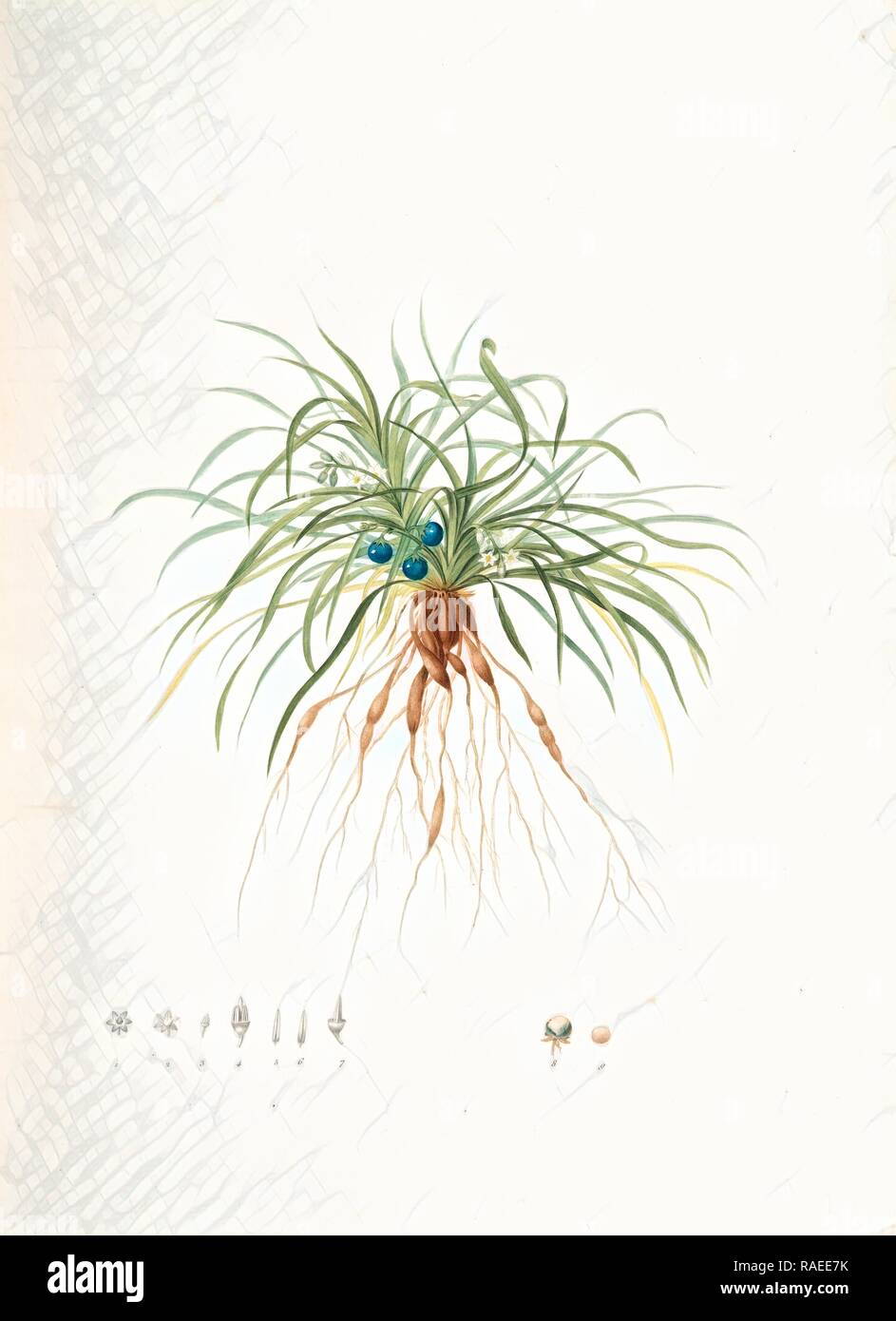 Convallaria japonica, Ophiopogon japonicus, Muguet du Japon, Dwarf Lily ...