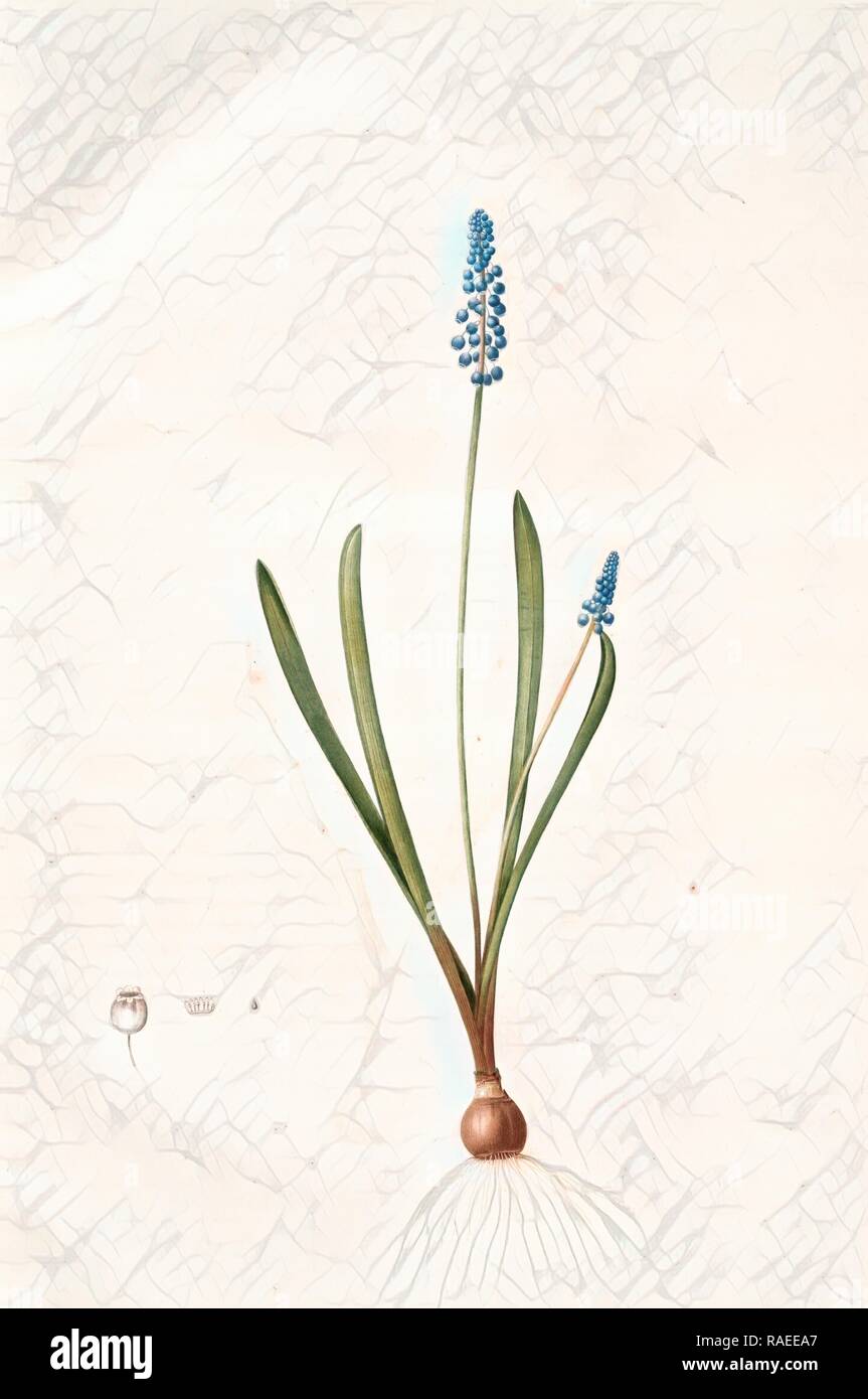 Muscari botryoides, Muscari botride, Common Grape Hyacinth, Redouté ...