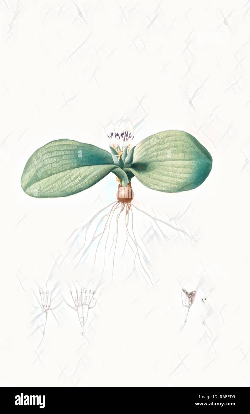 Massonia pustulata, Massonie pustuleuse, Shagreen-leaved Massonia ...