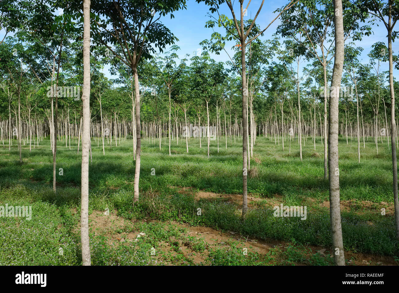 Rubber trees hi-res stock photography and images - Alamy